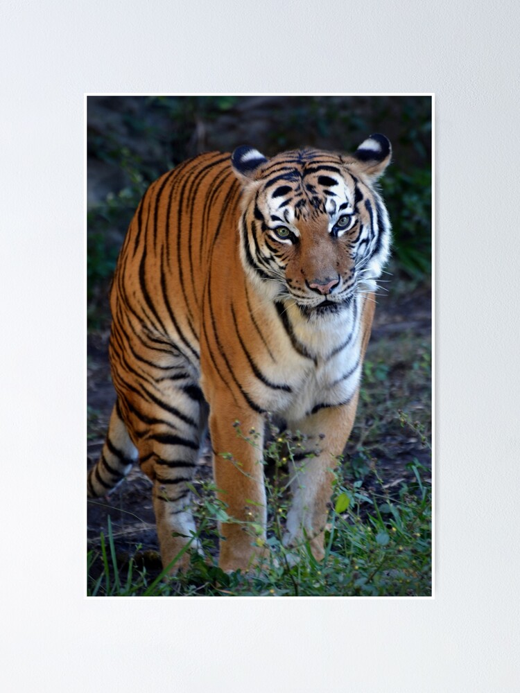 "Malayan Tiger" Poster by venny | Redbubble