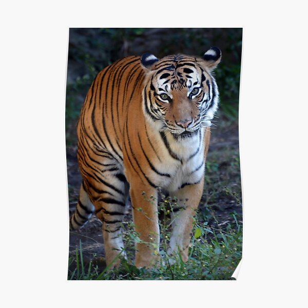 "Malayan Tiger" Poster by venny | Redbubble