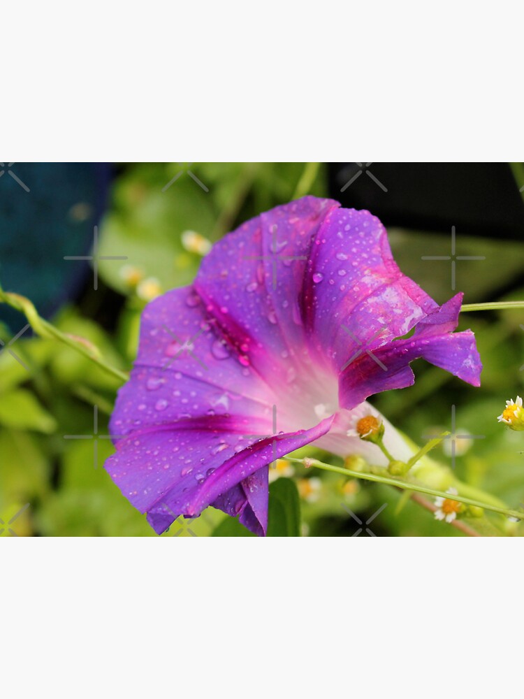 "Purple Morning Glory after the rain" Sticker for Sale by picsbysusan ...