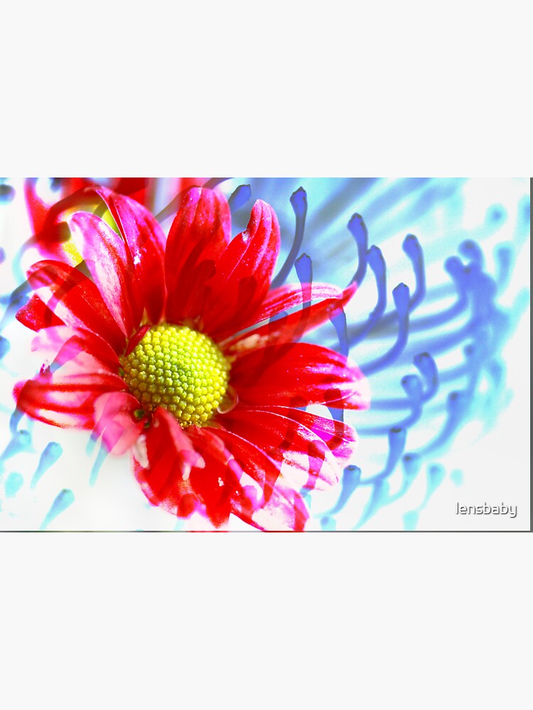 "daisy daisy quite contrary" Sticker for Sale by lensbaby | Redbubble