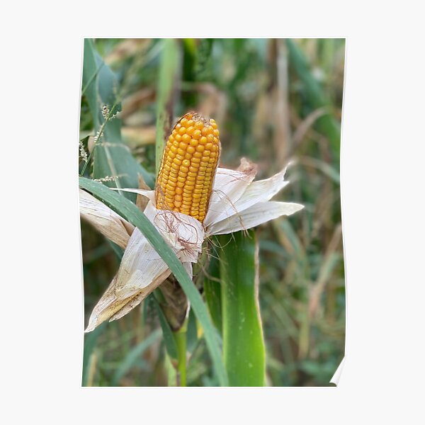 "corn on the cob" Poster for Sale by katjaPHOTO2022 | Redbubble