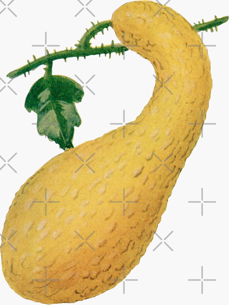 "Vintage squash zucchini vegetables fruit sticker green" Sticker for ...