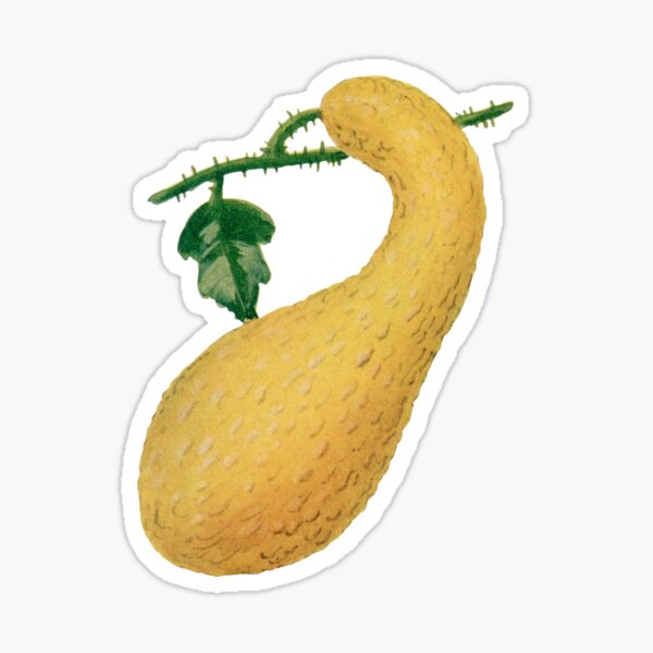 "Vintage squash zucchini vegetables fruit sticker green" Sticker for ...