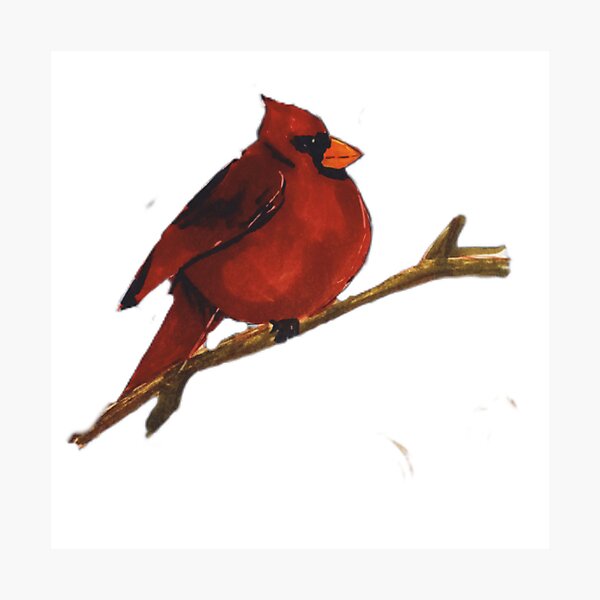 "Antony the Cardinal" Photographic Print for Sale by BlueDaisyArts ...