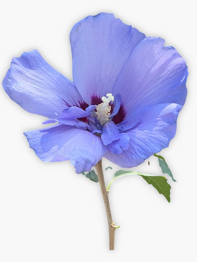 "Blue Rose of Sharon" Sticker for Sale by RivehArt | Redbubble