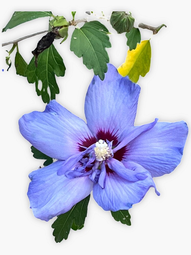 "Blue Rose of Sharon with Leaves" Sticker for Sale by RivehArt | Redbubble