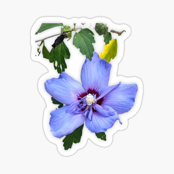 "Blue Rose of Sharon with Leaves" Sticker for Sale by RivehArt | Redbubble