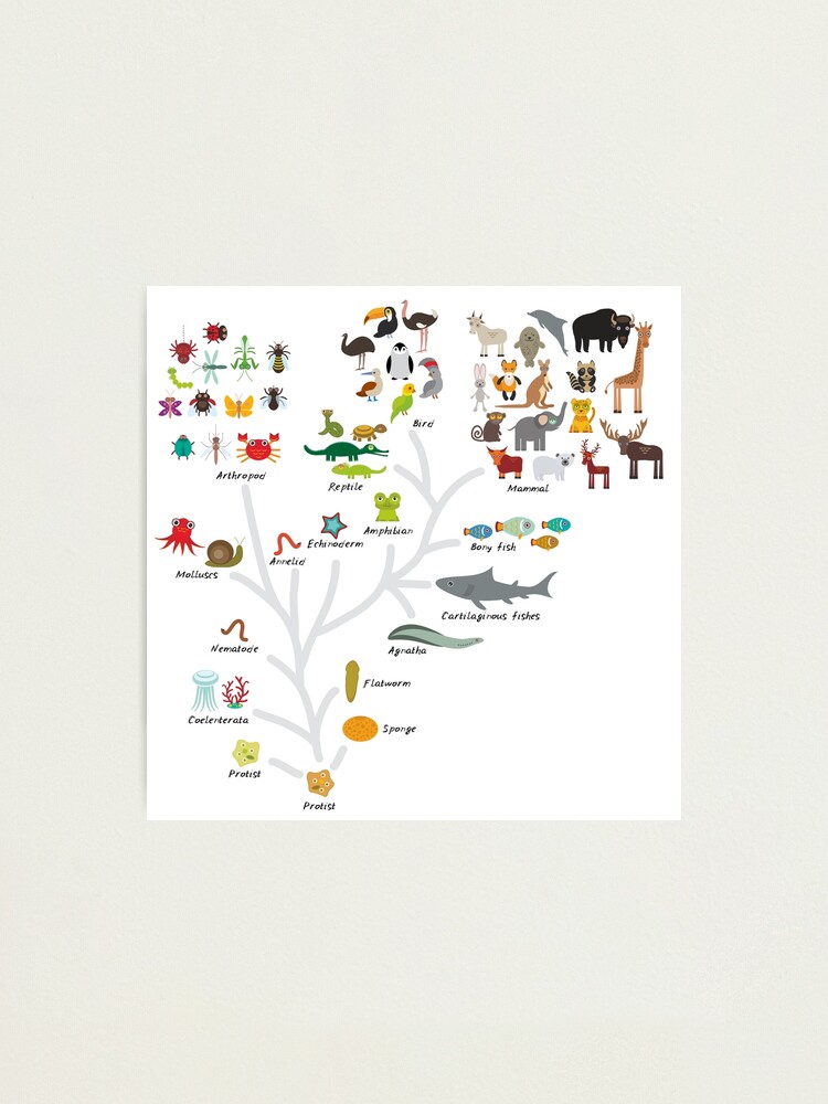 Impression photo « Evolution en biologie, schéma d'évolution des ...