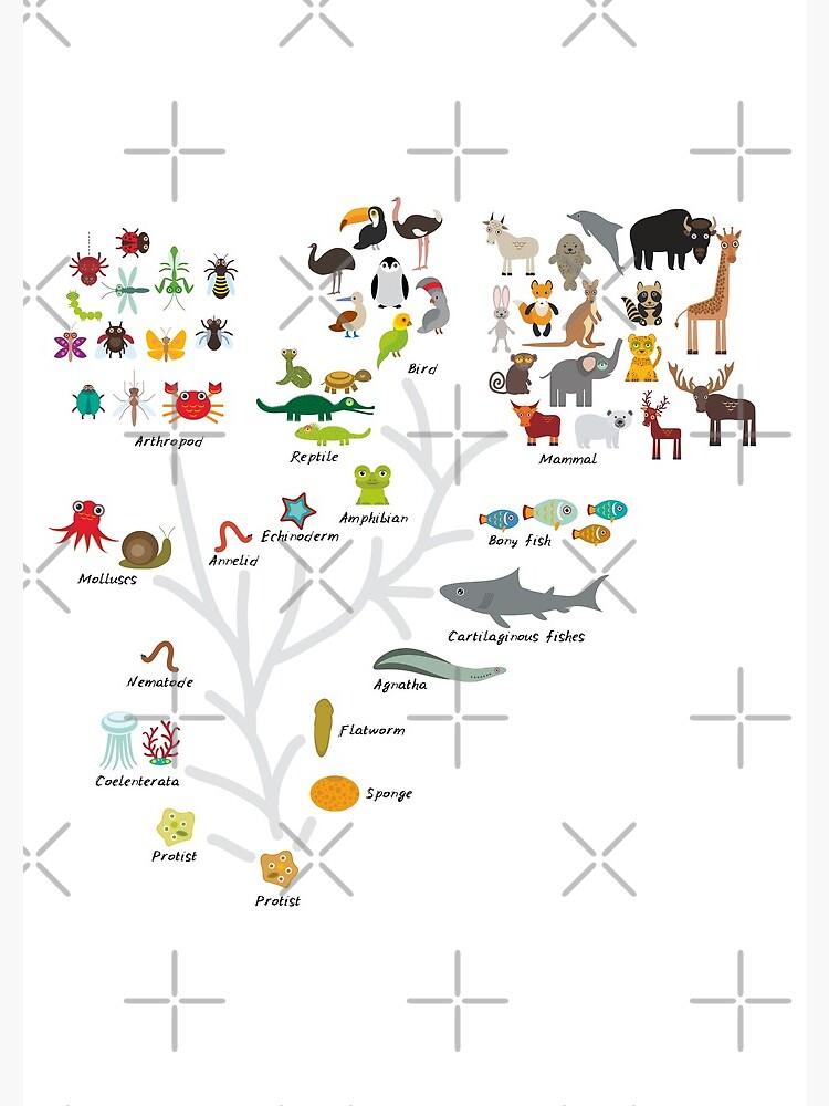 Cuaderno de espiral «Evolución en biología, esquema de evolución de ...