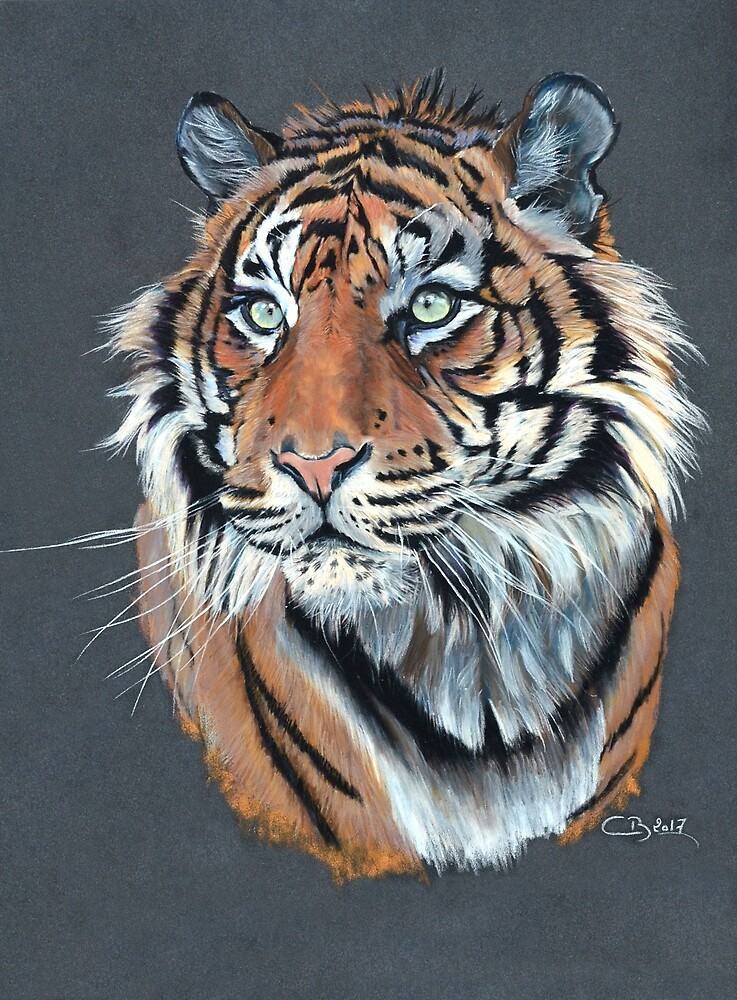 "Tiger portrait" by cindybarillet | Redbubble