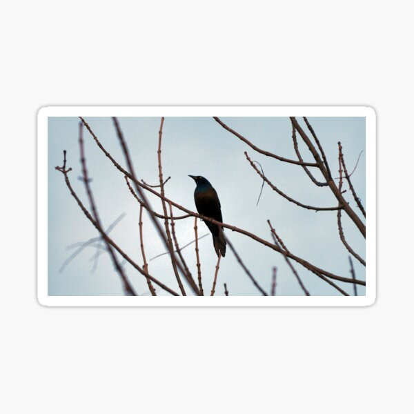 "Common Grackle Perched In A Tree" Sticker for Sale by BackyardBirder ...