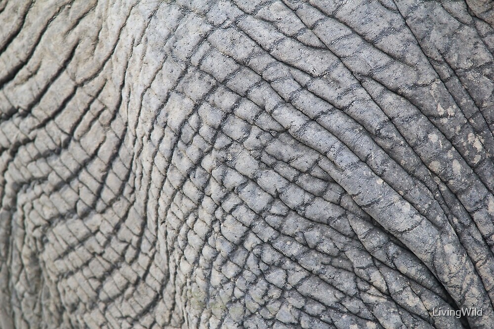 "Elephant Skin - Natural Patterns and Textures" by LivingWild | Redbubble