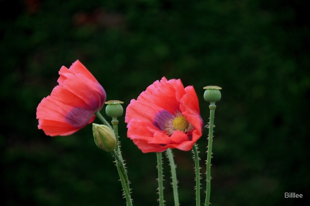 "Two Poppy Flowers." by Billlee | Redbubble