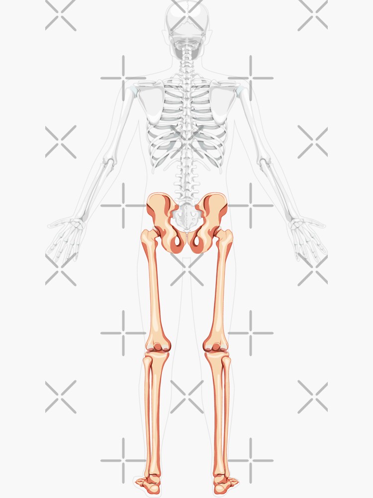 "Human Skeleton" Sticker for Sale by CorneliusDesign | Redbubble