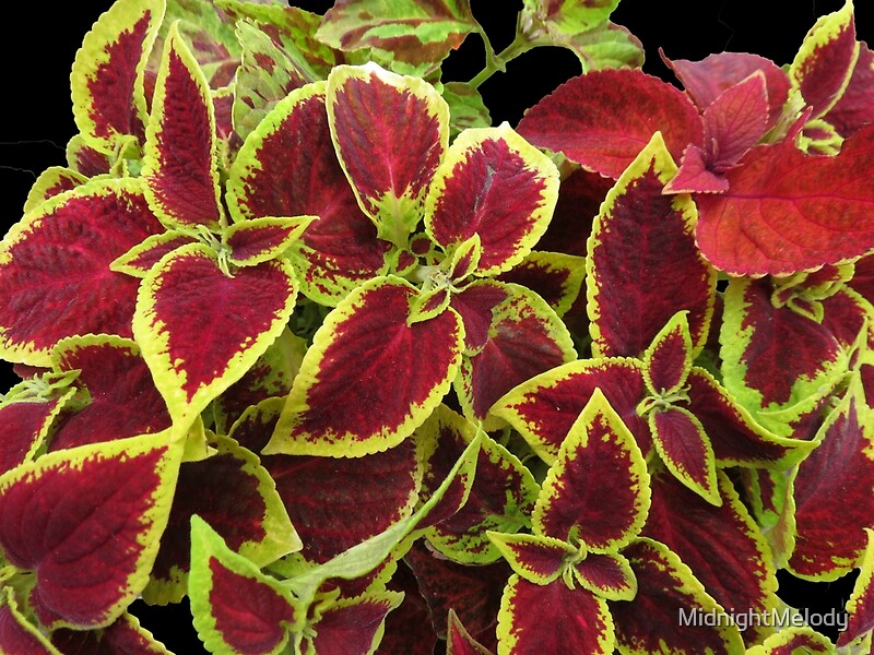 "Stunning Coleus Leaves" by MidnightMelody | Redbubble