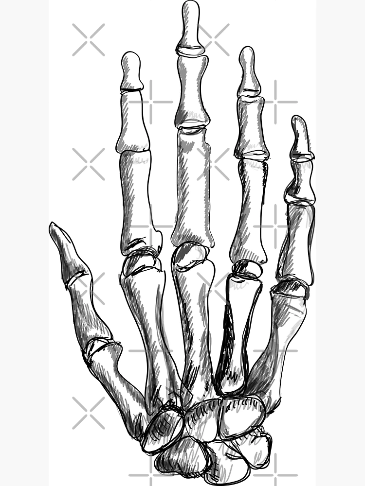 Boceto De Mano De Esqueleto