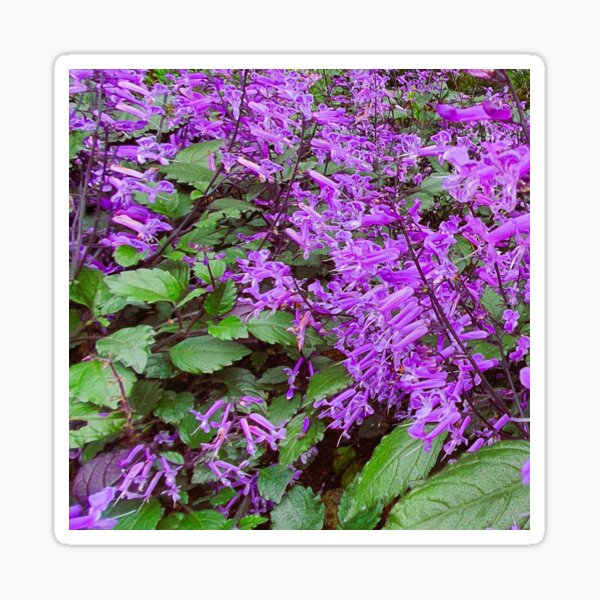 "Purple Spur Flowers" Sticker for Sale by Printblisshop | Redbubble