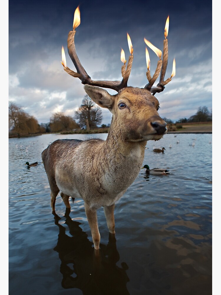 "Stag birthday card, birthday buck" Greeting Card for Sale by ...