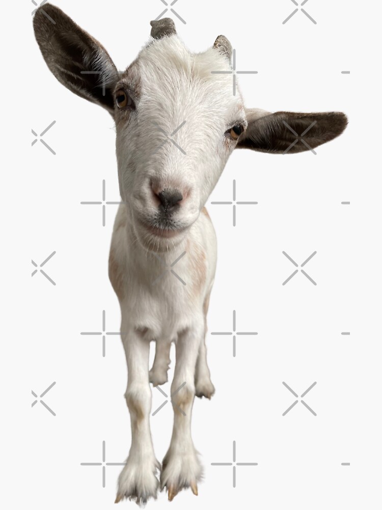 "Adi the Goat" Sticker for Sale by kayladaigle | Redbubble