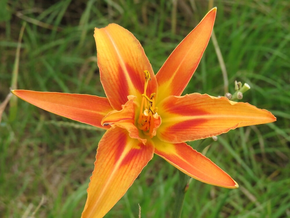 "Day Lily, beautiful, edible and tasty!" by Wildplant-guide | Redbubble