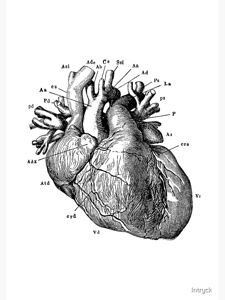 Lámina fotográfica «El arte está en el corazón - Vintage Anatomy Heart ...