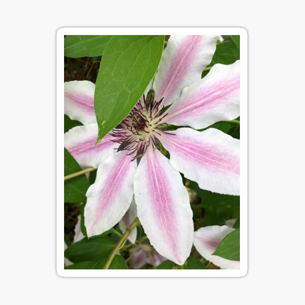 "Shy Pink Clematis" Sticker for Sale by Photomersion | Redbubble