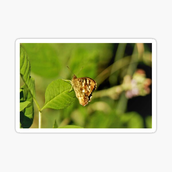 "brown butterfly" Sticker for Sale by Francespoppy | Redbubble