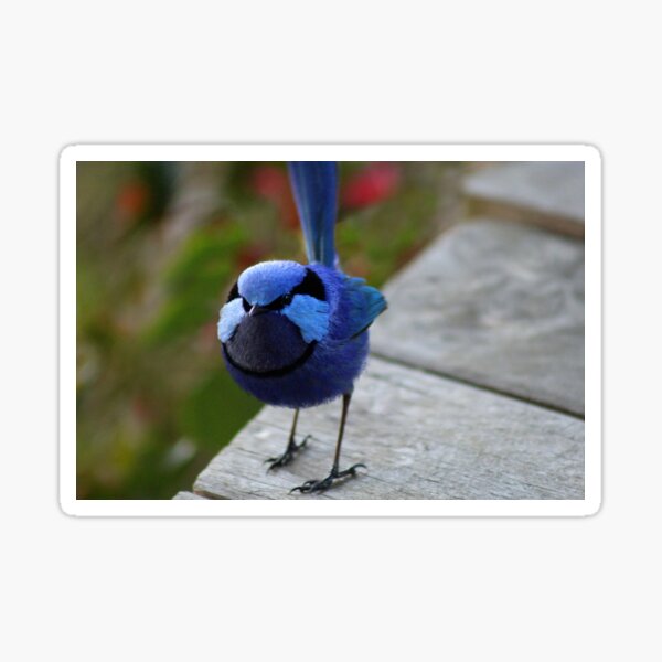 "Splendid Fairy-Wren or Blue Wren (Malurus splendens)" Sticker for Sale ...