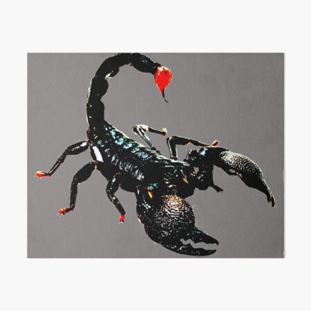 "Scorpion" Art Board Print for Sale by SamuelMolina | Redbubble
