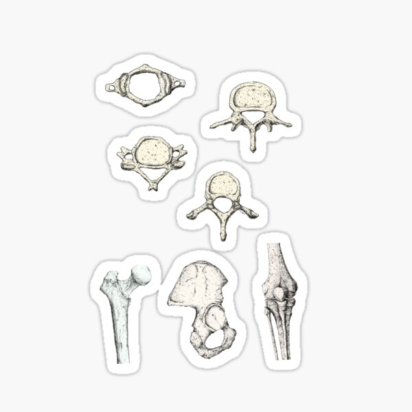 "Bones Collection" Sticker for Sale by DrTeebu | Redbubble