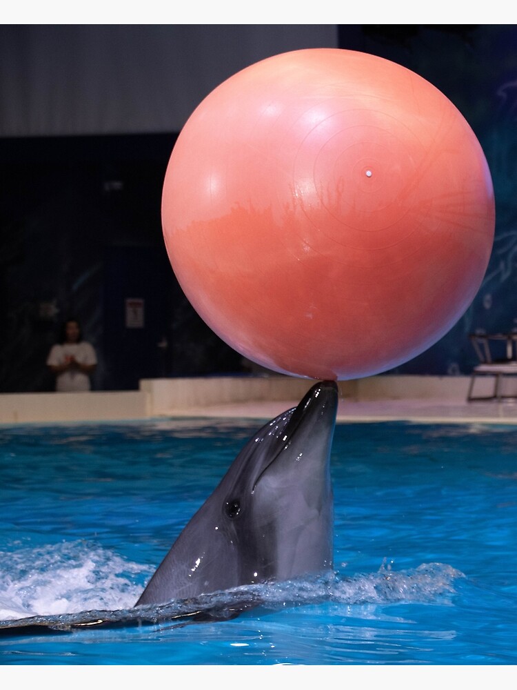 "Dolphin tricks" Poster for Sale by AdventureNurse | Redbubble