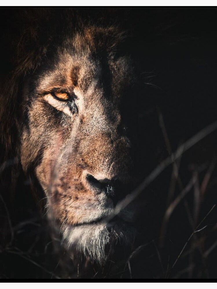 "one lion in a kingdom" Sticker for Sale by sanchit7717 | Redbubble