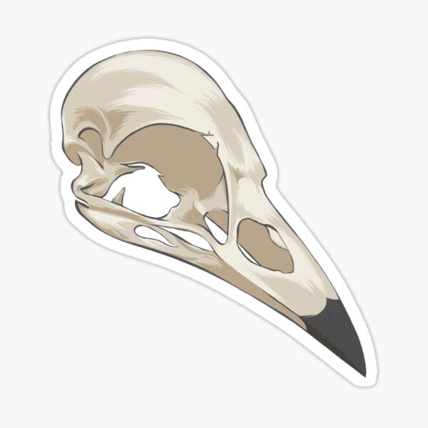 "Raven Skull" Sticker for Sale by Art-by-Chimerah | Redbubble