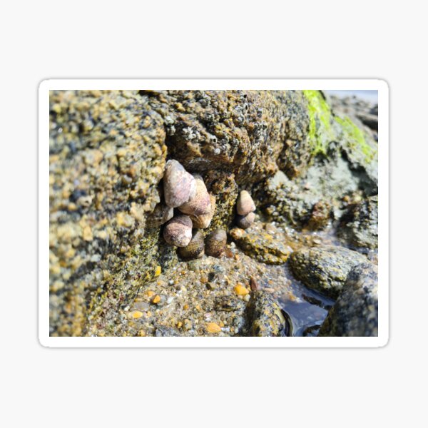 "Sea shells on the rocks" Sticker for Sale by NerdyDreamerArt | Redbubble