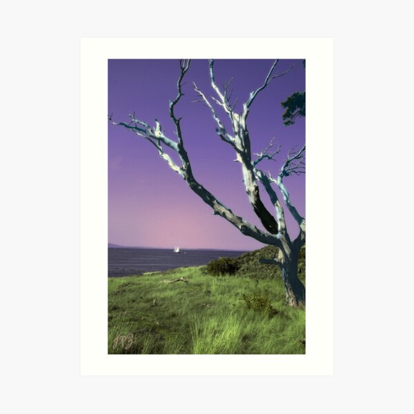 "Desolate Tree (colorized)" Art Print for Sale by MasterJames | Redbubble
