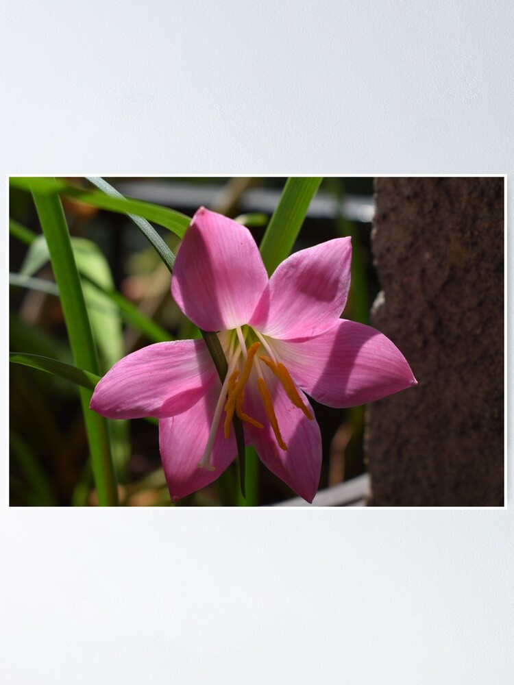 "Cute pink flower" Poster for Sale by mariya-ivanova | Redbubble