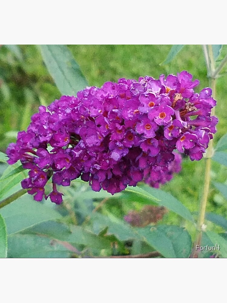 "PURPLE butterfly bush flower" Sticker for Sale by Forfun4 | Redbubble