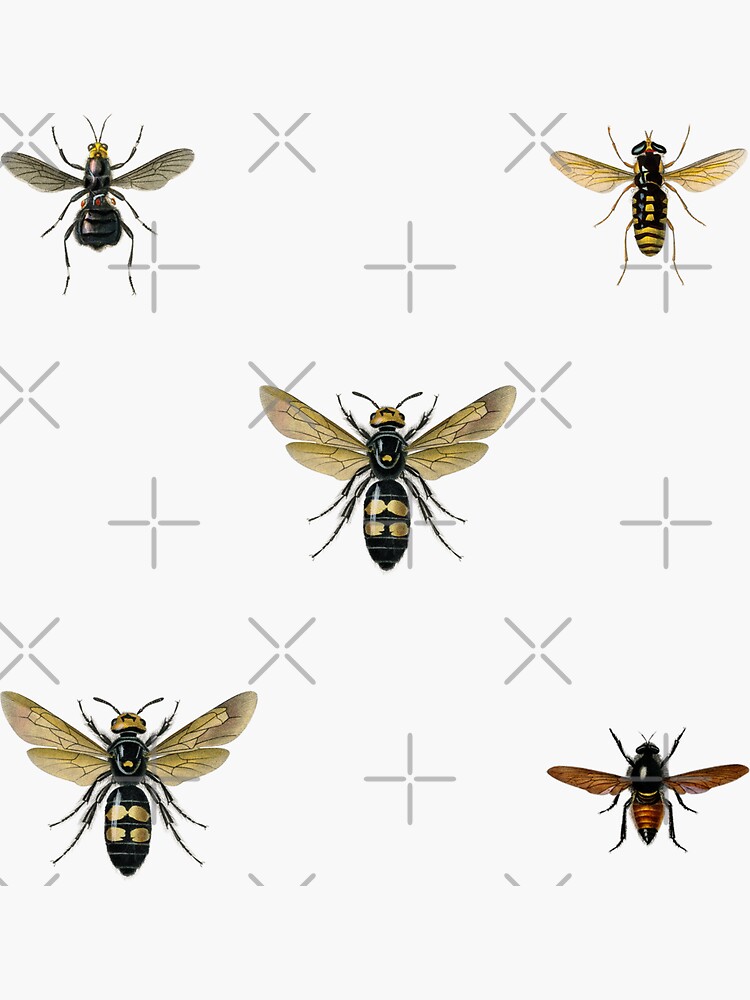"Insect fan fly bee wasp sticker pack" Sticker for Sale by PassageDisco ...