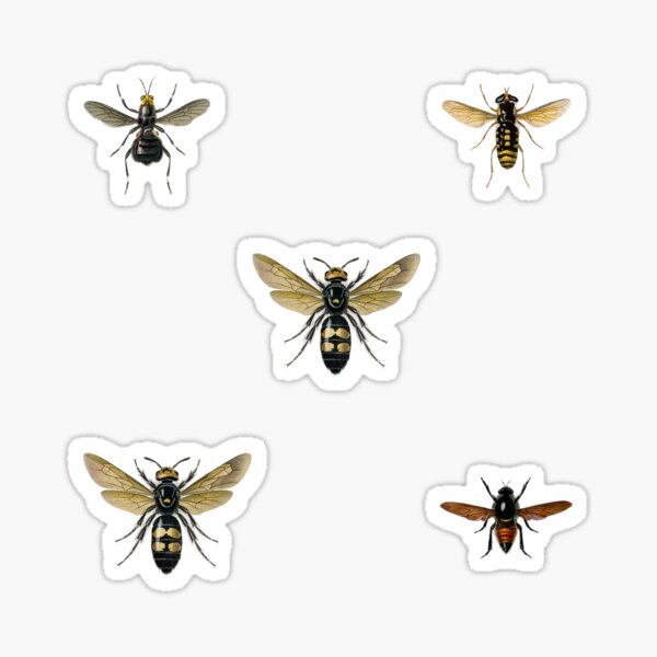 "Insect fan fly bee wasp sticker pack" Sticker for Sale by PassageDisco ...