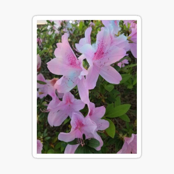 "'Azalea Love' Artwork" Sticker for Sale by JadeRyder | Redbubble