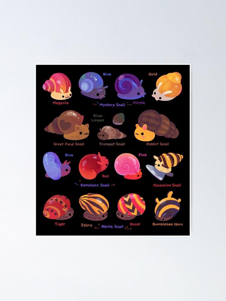 "Freshwater snail" Poster for Sale by pikaole | Redbubble