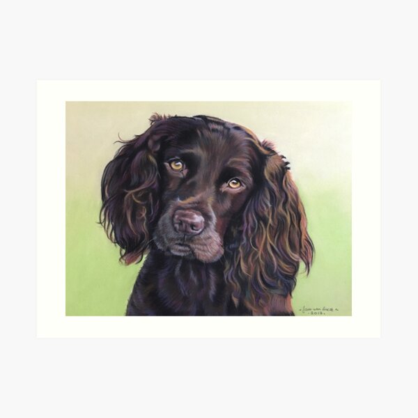 Boykin Spaniel Art Prints | Redbubble