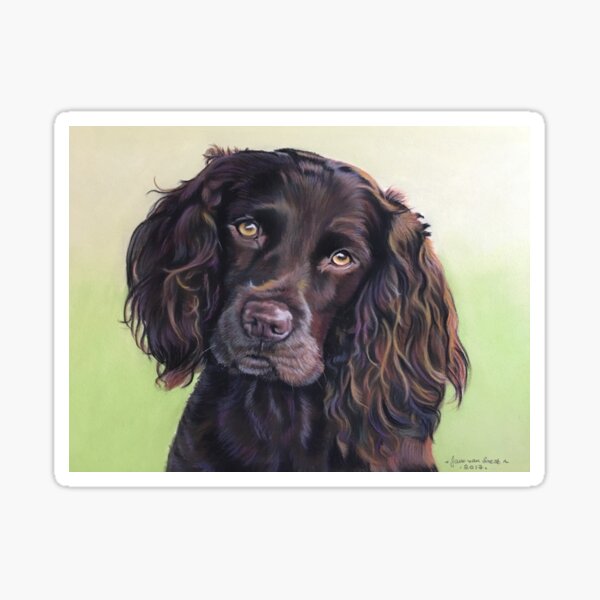 "Boykin spaniel" Sticker by nederscot | Redbubble