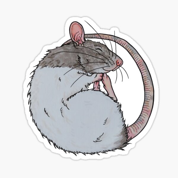 "Sleeping rat" Sticker for Sale by B-d-t | Redbubble