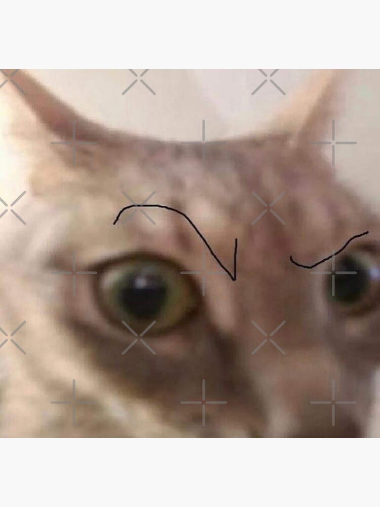 "cat meme" Sticker for Sale by debbie133 | Redbubble