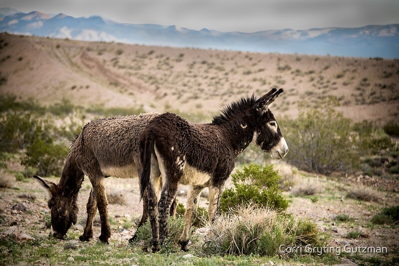 "Death Valley Wild Burros" by Corri Gryting Gutzman | Redbubble