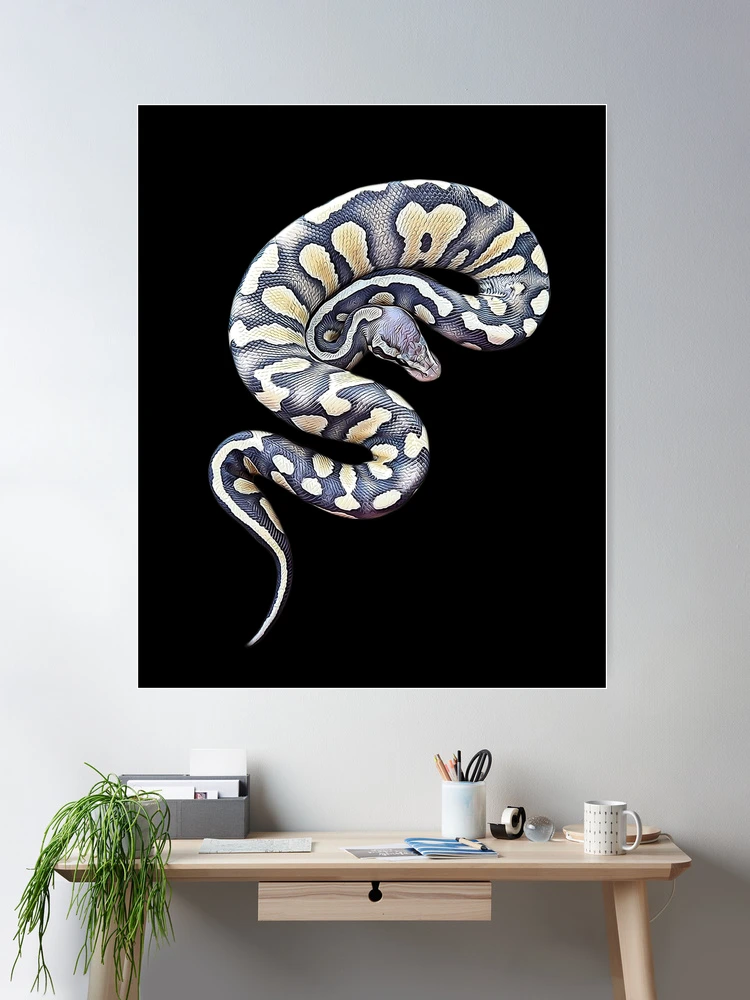 Ball Python Morphs Poster 1000+ Images About Cinnamon Ball Python