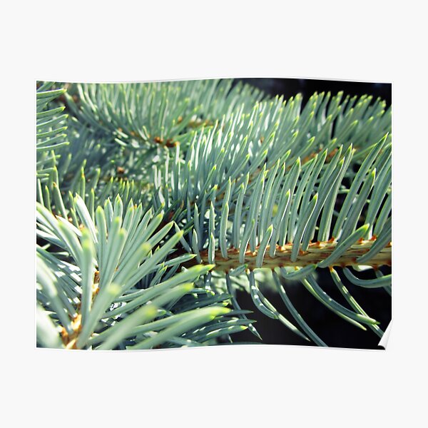 "Nature aesthetic photography | nature photo" Poster for Sale by lausn ...