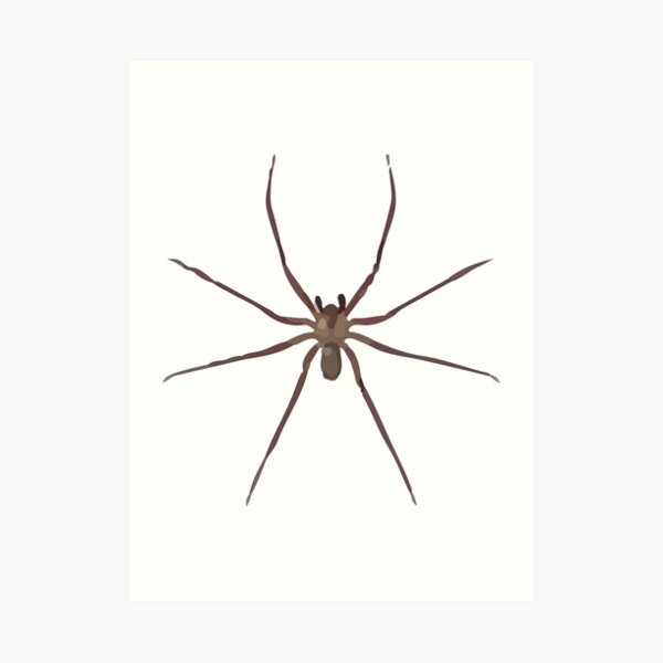 "Brown Recluse" Art Print by TortillaChief | Redbubble