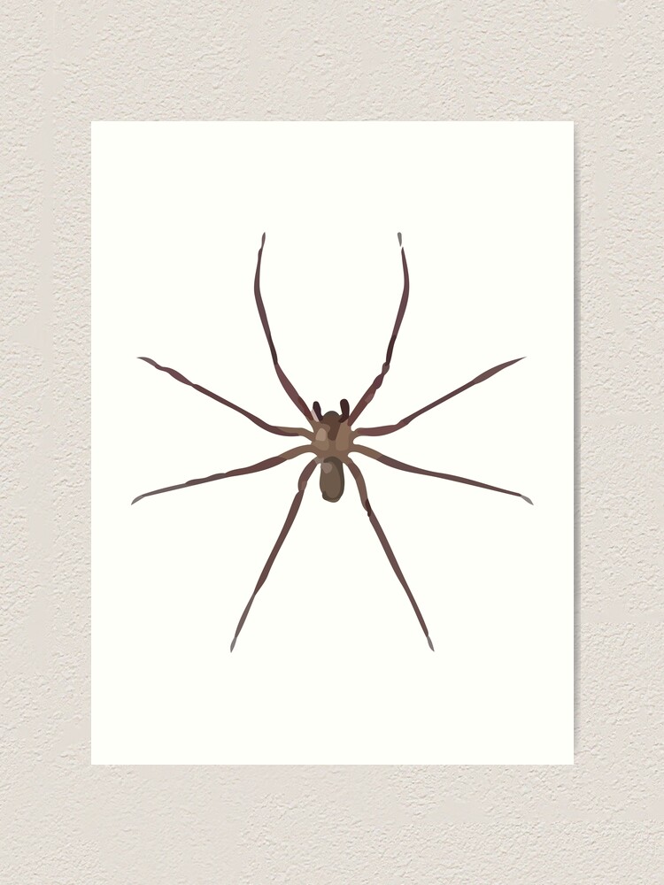 "Brown Recluse" Art Print by TortillaChief | Redbubble